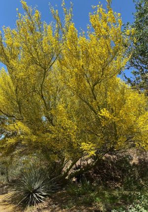 8 Arizona Trees with Yellow Flowers - Hello Lidy
