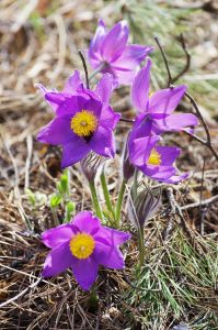 10 Awesome Flowers with 6 Petals - Hello Lidy