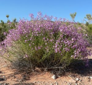 Top 12 Bushes with Purple Flowers in Arizona - Hello Lidy