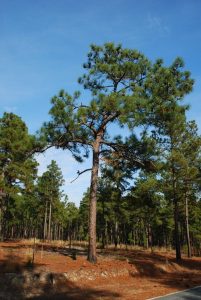 9 Types of Pine Trees in NC | North Carolina Pine Trees - Hello Lidy