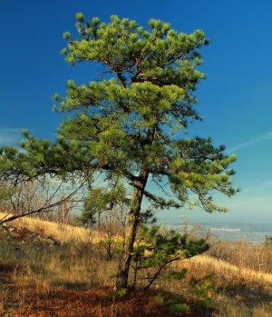 7 Types of Pine Trees in Pennsylvania - Hello Lidy