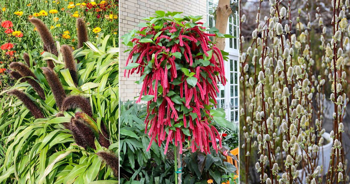 8 Plants with Fuzzy Flowers - Hello Lidy