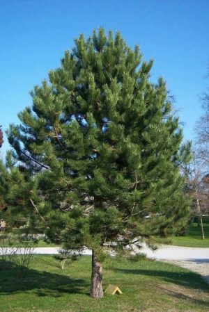 7 Types of Pine Trees in Pennsylvania - Hello Lidy