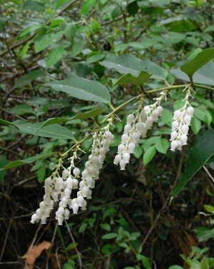 11 Flowers Similar to Lily of the Valley - Hello Lidy