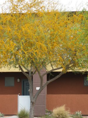 8 Arizona Trees with Yellow Flowers - Hello Lidy