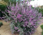 Top 12 Bushes with Purple Flowers in Arizona - Hello Lidy