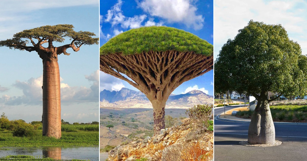 6 Trees that Look Like Mushrooms | Mushroom Shaped Trees - Hello Lidy