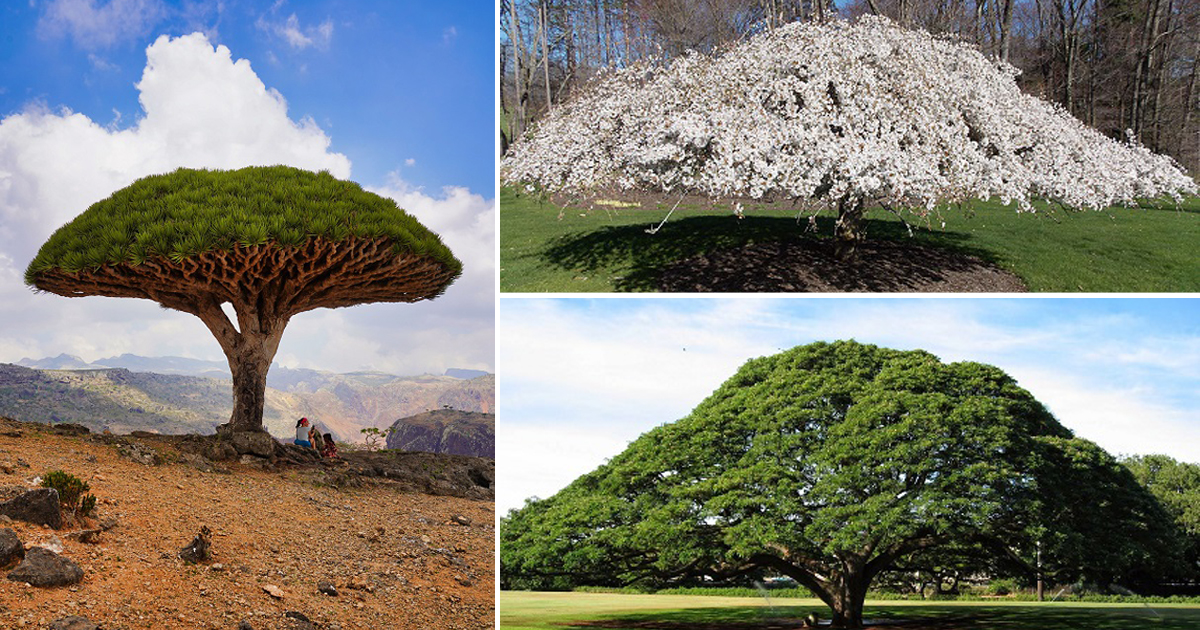 9 Trees that Look Like Umbrellas | Umbrella Shaped Trees - Hello Lidy