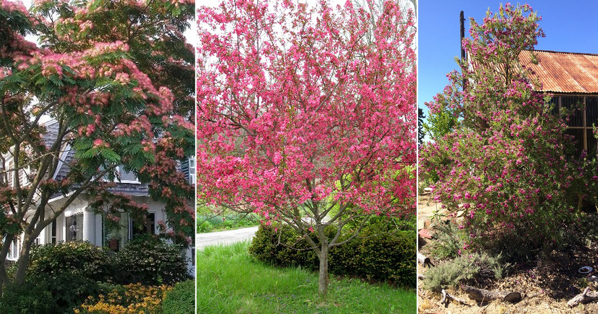 7 Trees with Pink Flowers in California - Hello Lidy