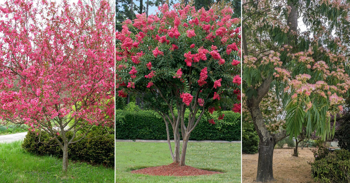 8 Trees with Pink Flowers in Texas - Hello Lidy