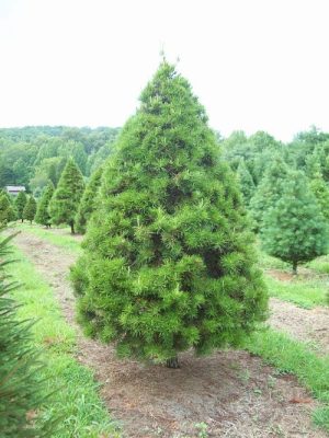 7 Types of Pine Trees in Pennsylvania - Hello Lidy