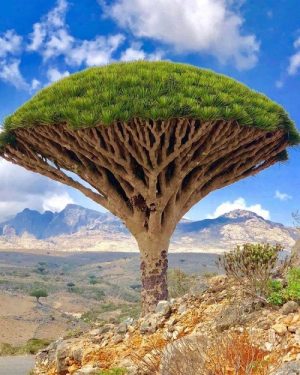 6 Trees that Look Like Mushrooms | Mushroom Shaped Trees - Hello Lidy