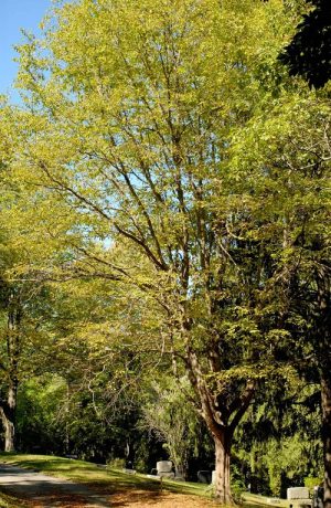 12 Trees That Look Like Birch - Hello Lidy