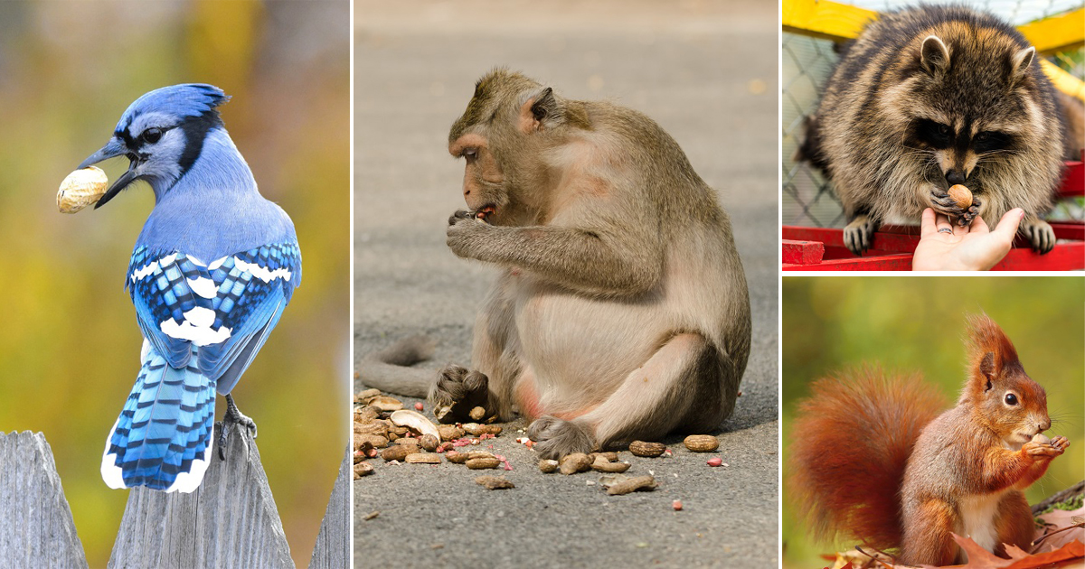 12 Animals that Eat Nuts - Hello Lidy