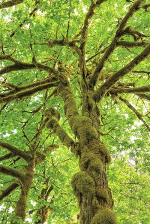 6 Types of Maple Trees in Washington State - Hello Lidy