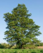 12 Trees That Look Like Birch - Hello Lidy