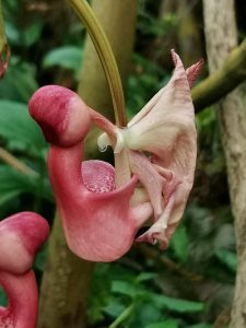 10 Flowers That Look Like Penises and Male Genitalia - Hello Lidy