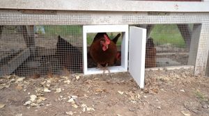 13 Best DIY Chicken Coop Door Ideas - Hello Lidy