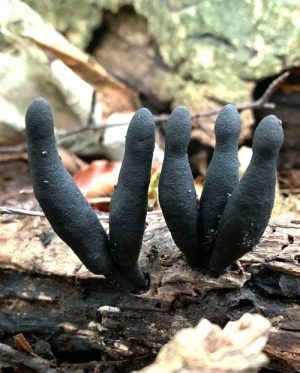 5 Bizarre Mushrooms That Look Like Fingers - Hello Lidy