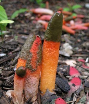 5 Bizarre Mushrooms That Look Like Fingers - Hello Lidy