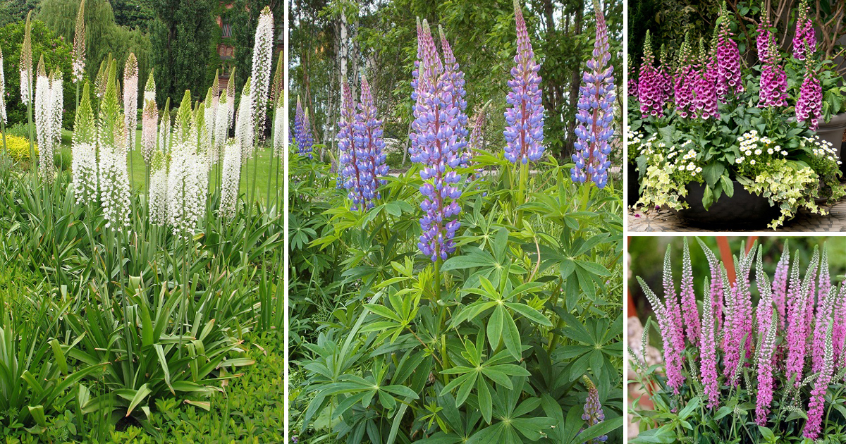 8 Flowers That Look Like Delphinium Hello Lidy