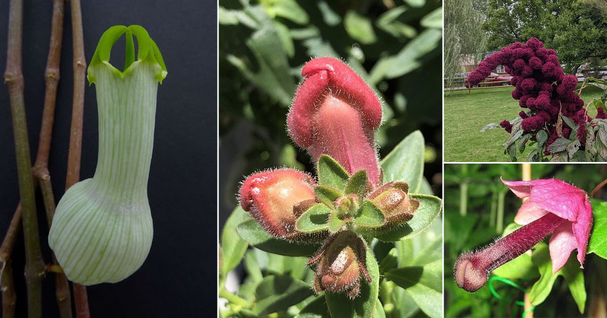 Flowers That Resemble Female Genitalia at Rose Braddon blog