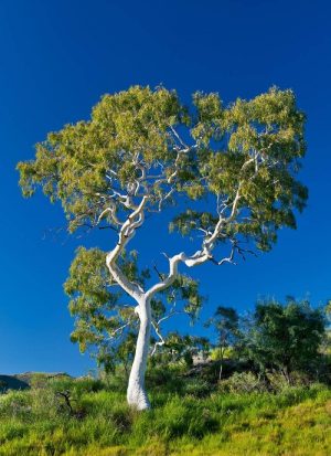 12 Trees That Look Like Birch - Hello Lidy