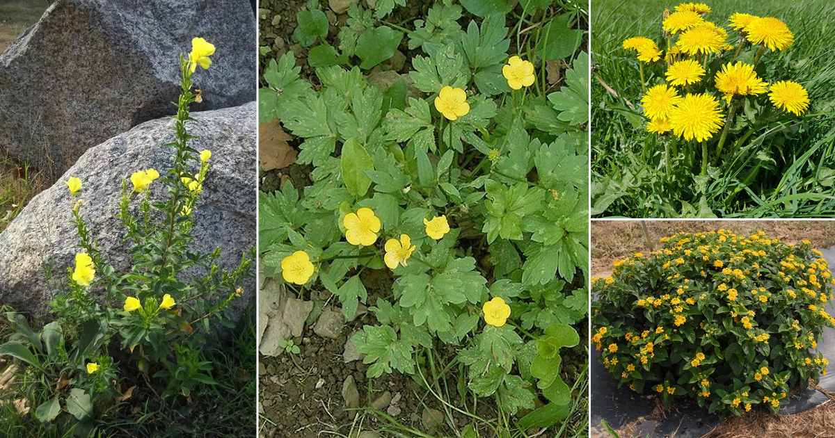 18 Invasive Weeds with Yellow Flowers - Hello Lidy