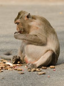 12 Animals that Eat Nuts - Hello Lidy