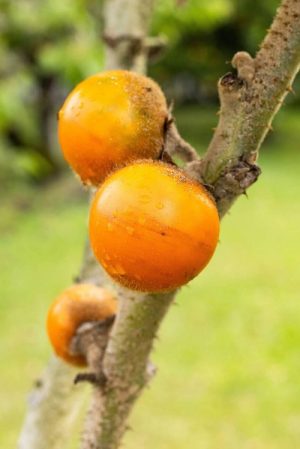 6 Orange Fruits That Look Like a Tomato - Hello Lidy