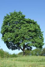 6 Types of Maple Trees in Washington State - Hello Lidy