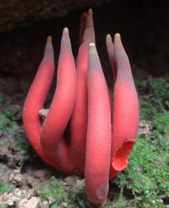 5 Bizarre Mushrooms That Look Like Fingers - Hello Lidy