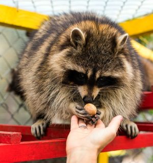 12 Animals that Eat Nuts - Hello Lidy