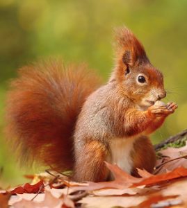 12 Animals that Eat Nuts - Hello Lidy