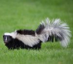 12 Animals that Eat Nuts - Hello Lidy