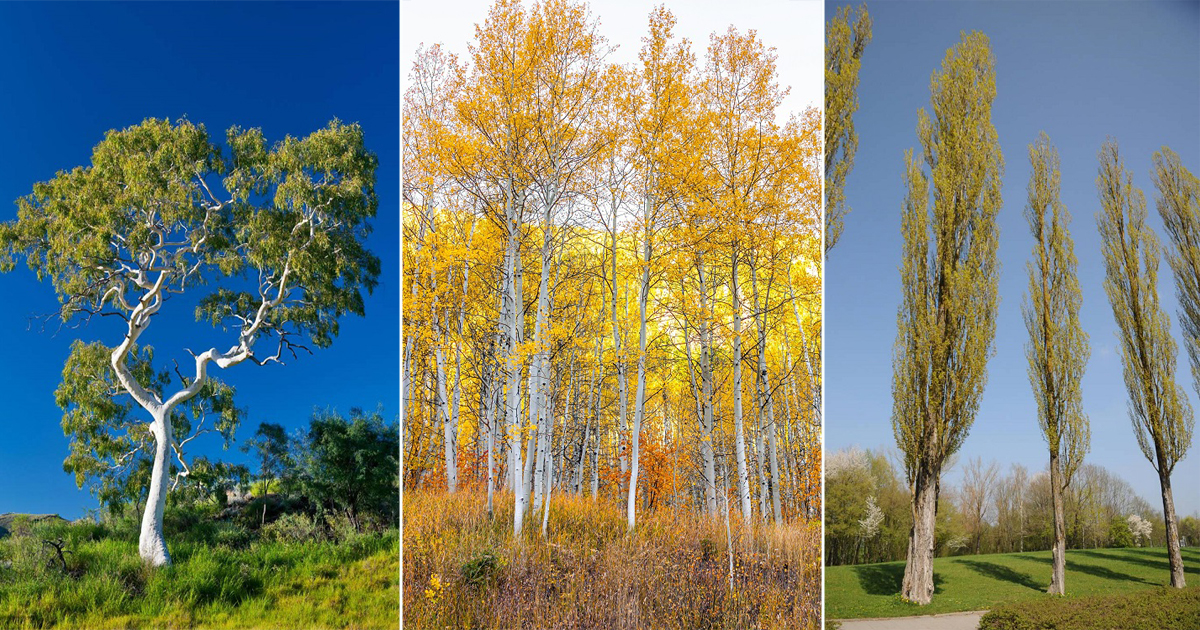 12 Trees That Look Like Birch - Hello Lidy