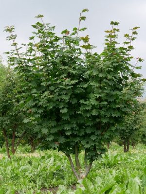 6 Types of Maple Trees in Washington State - Hello Lidy