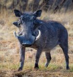 12 Animals that Eat Nuts - Hello Lidy