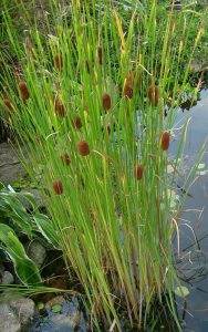 8 Plants That Look Like Corn Dogs - Hello Lidy