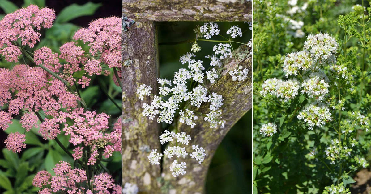 7 Flowers That Look Like Baby's Breath - Hello Lidy