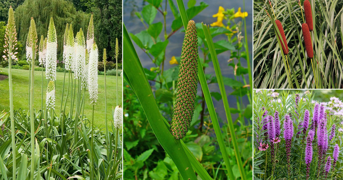 8 Plants That Look Like Corn Dogs - Hello Lidy