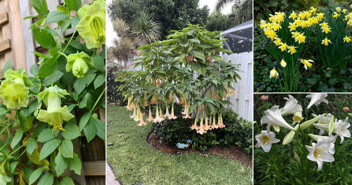 11 Flowers That Look Like Trumpets - Hello Lidy