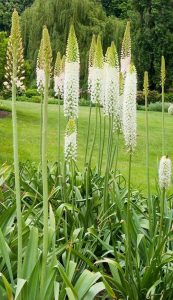 8 Plants That Look Like Corn Dogs - Hello Lidy
