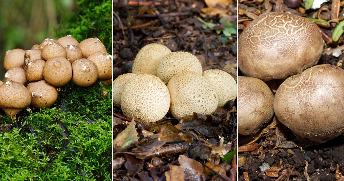 5 Mushrooms That Look Like Potatoes - Hello Lidy