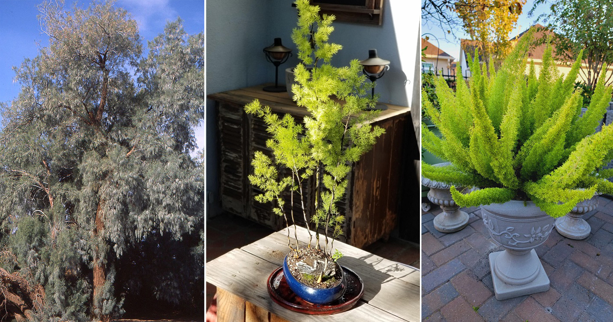 5 Weeds That Look Like Pine Trees - Hello Lidy