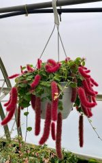 8 Plants That Look Like Corn Dogs - Hello Lidy