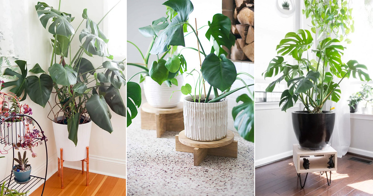 9 DIY Monstera Plant Stand Ideas - Hello Lidy
