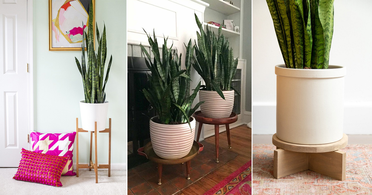 10 DIY Snake Plant Stand Ideas - Hello Lidy