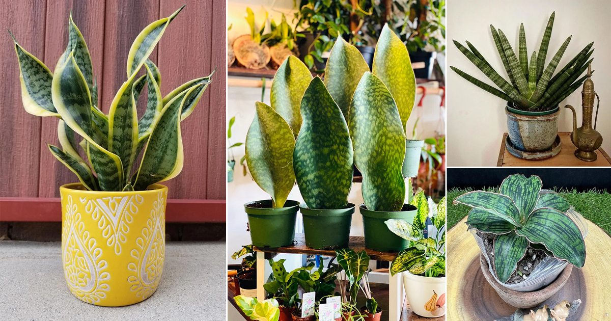 14 Rare Snake Plant Varieties - Hello Lidy