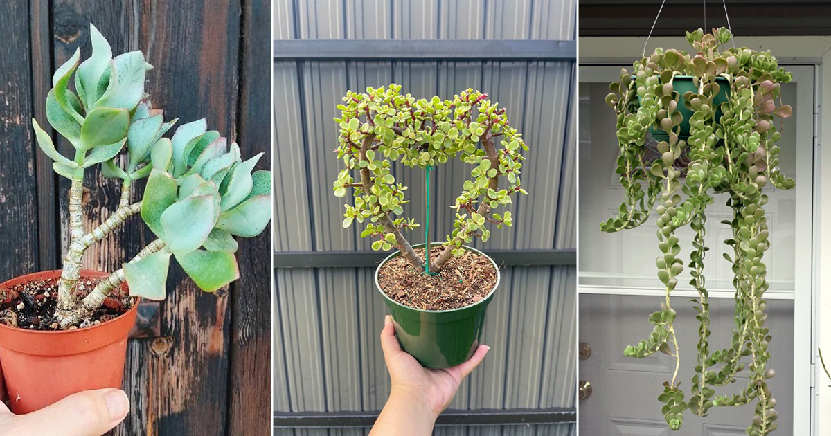 5 Stunning Succulents That Look Like Jade Plant - Hello Lidy